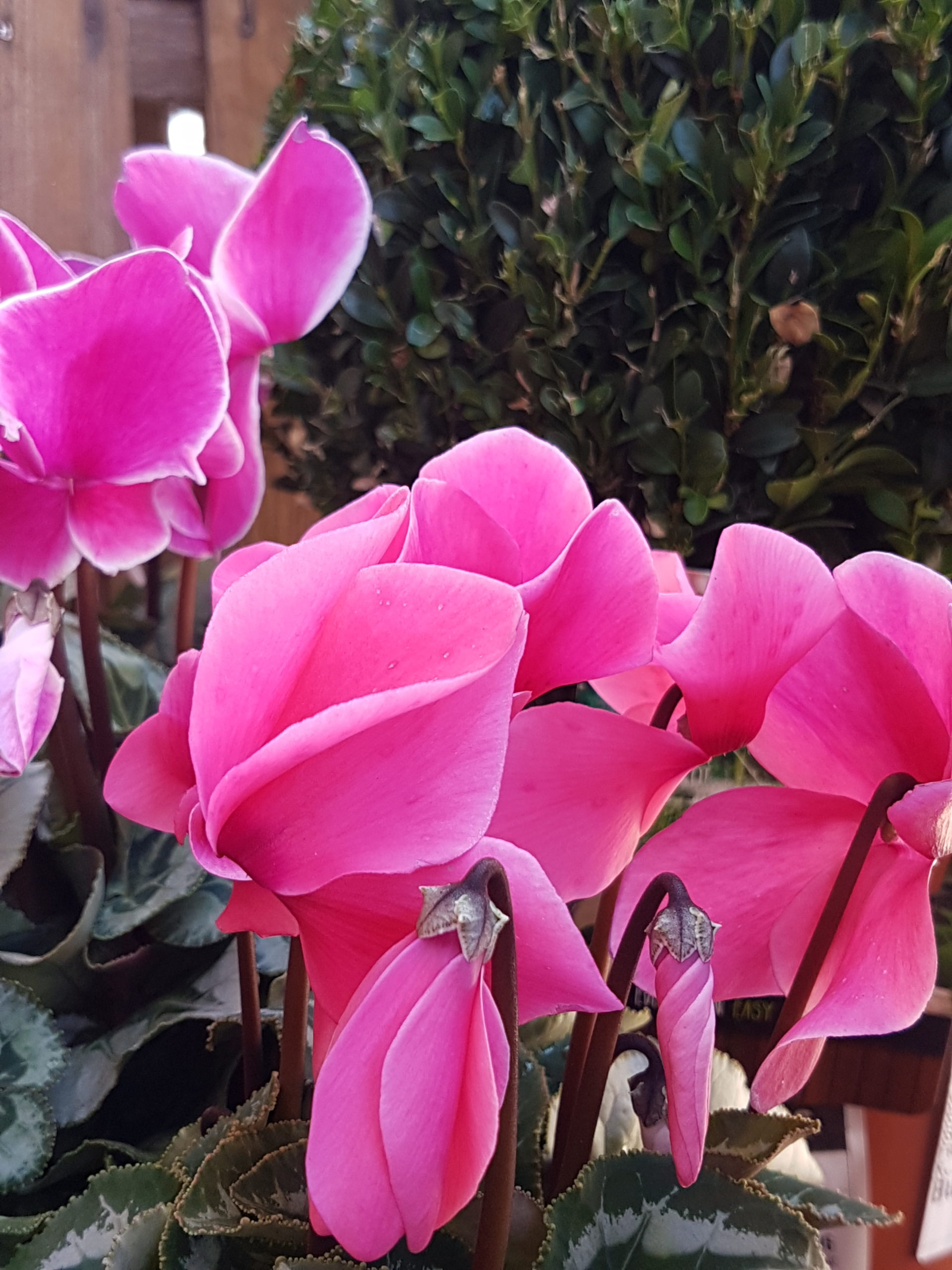 Cyclamen – Jardin d'Alice